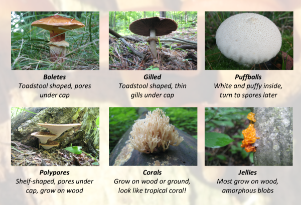 Edible Wild Mushrooms Identification
